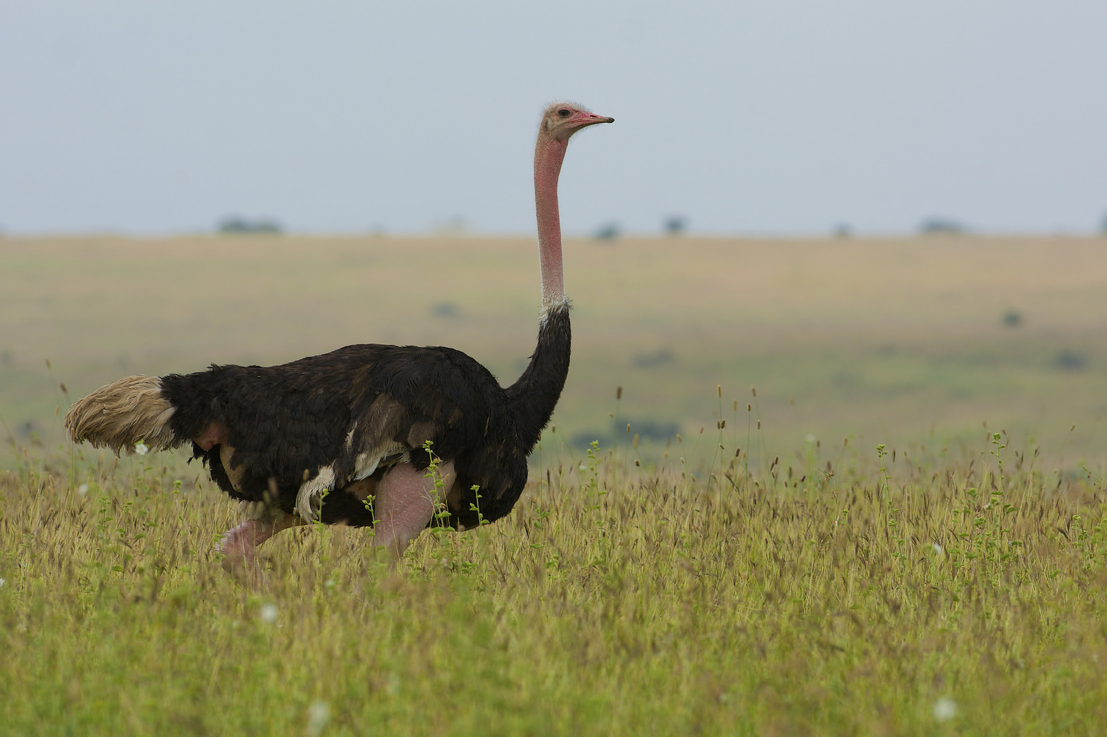 Fascinating facts about the world’s largest bird – OLOIMUGI MAASAI ...